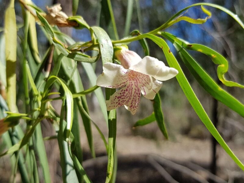 Murray River Safari | Murray River Trails | Riverland Adventure
