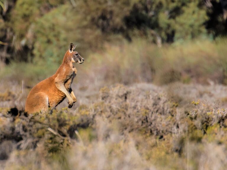 Animal Encounters On A Murray River Safari Tour South Australia