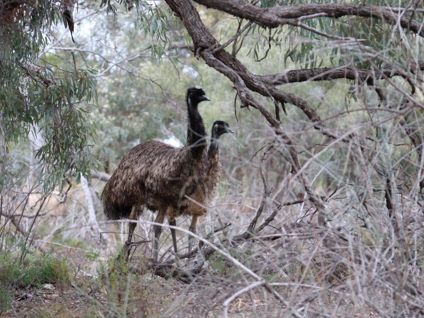 Animal Encounters On A Murray River Safari Tour South Australia